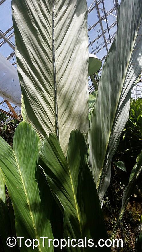 Salacca magnifica - Palmpedia - Palm Grower's Guide