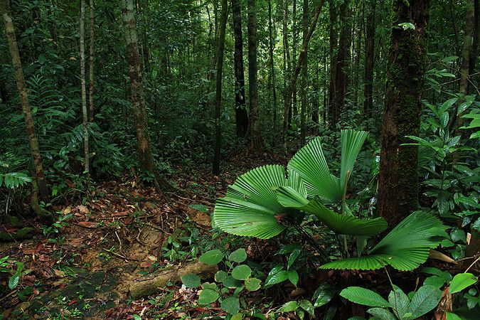 Licuala orbicularis - Palmpedia - Palm Grower's Guide