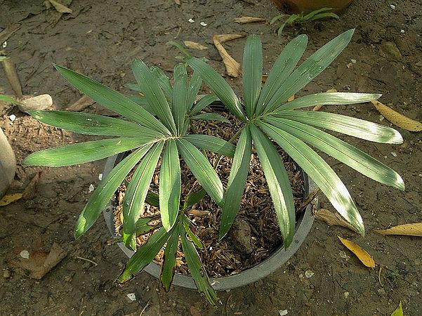 Calamus siamensis - Palmpedia - Palm Grower's Guide