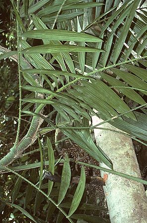 Calamus ornatus - Palmpedia - Palm Grower's Guide