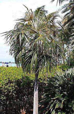 Coccothrinax argentata - Palmpedia - Palm Grower's Guide