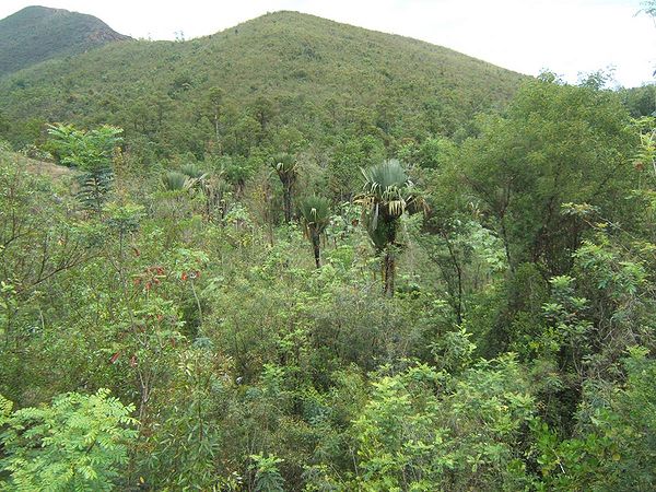 Copernicia rigida - Palmpedia - Palm Grower's Guide