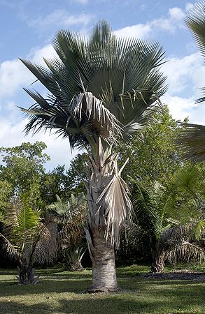 Copernicia fallaensis - Palmpedia - Palm Grower's Guide