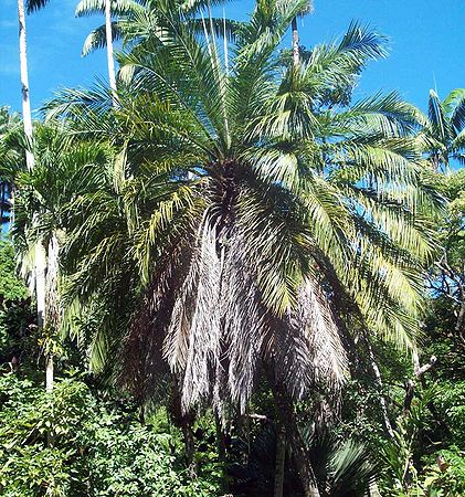 Elaeis guineensis - Palmpedia - Palm Grower's Guide