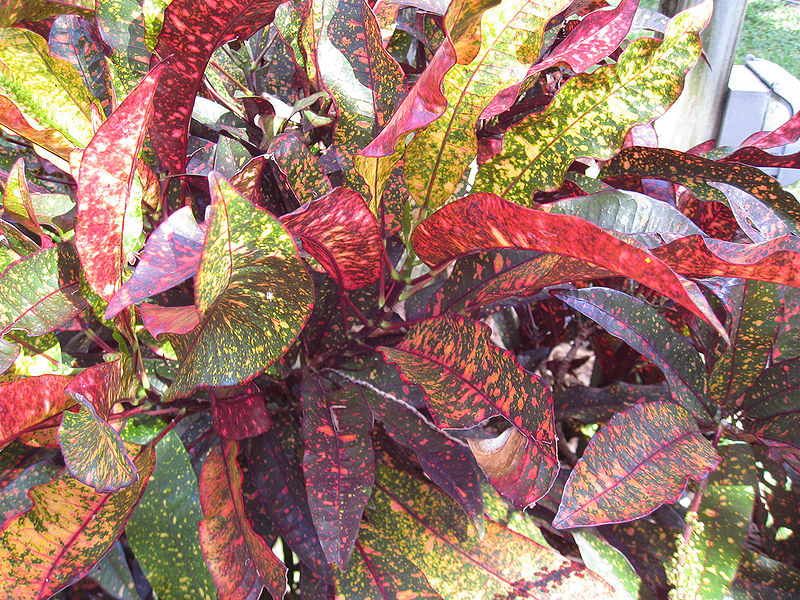 FRECKLES - Palmpedia - Palm Grower's Guide