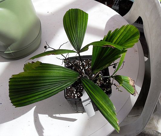 Licuala triphylla - Palmpedia - Palm Grower's Guide