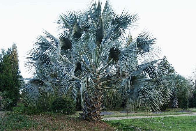 Sabal uresana - Palmpedia - Palm Grower's Guide