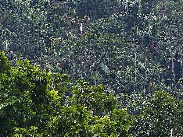 Loxococcus rupicola - Palmpedia - Palm Grower's Guide