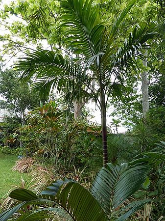 Loxococcus rupicola - Palmpedia - Palm Grower's Guide