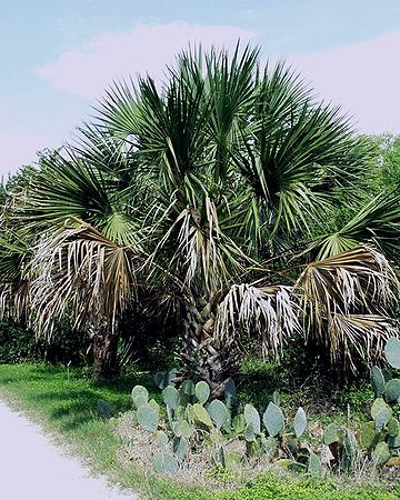 Sabal mexicana - Palmpedia - Palm Grower's Guide