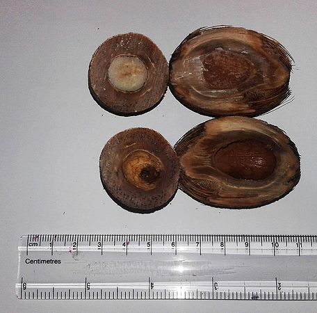 Attalea cohune - Palmpedia - Palm Grower's Guide