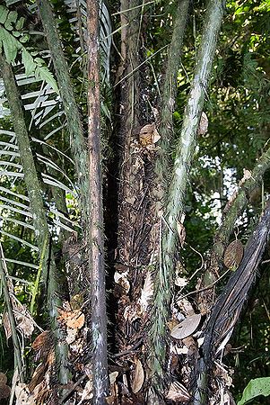 Astrocaryum murumuru - Palmpedia - Palm Grower's Guide