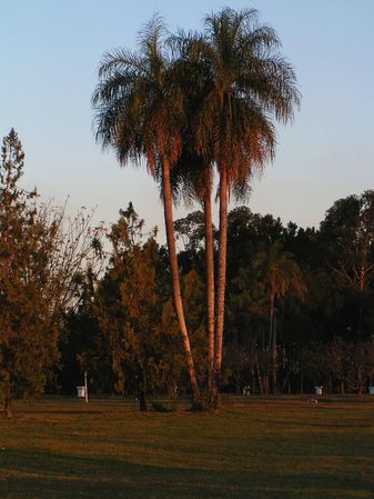 Acrocomia totai - Palmpedia - Palm Grower's Guide