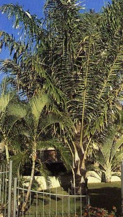 Arenga pinnata - Palmpedia - Palm Grower's Guide
