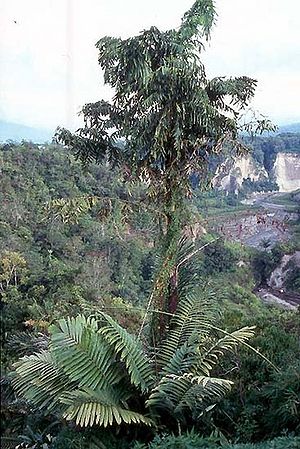 Caryota maxima - Palmpedia - Palm Grower's Guide