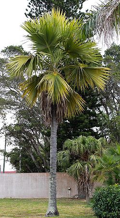 Latania lontaroides - Palmpedia - Palm Grower's Guide