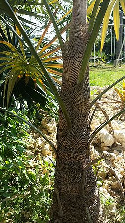 Coccothrinax macroglossa - Palmpedia - Palm Grower's Guide