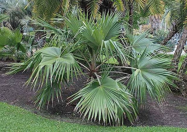 Brahea pimo - Palmpedia - Palm Grower's Guide