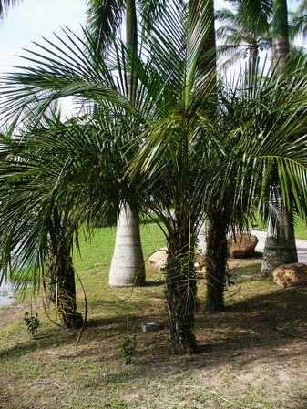 Syagrus schizophylla - Palmpedia - Palm Grower's Guide