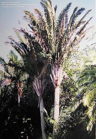 Attalea speciosa - Palmpedia - Palm Grower's Guide