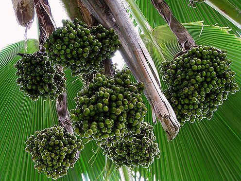 Pritchardia pacifica - Palmpedia - Palm Grower's Guide