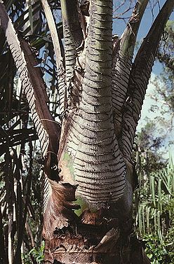 Metroxylon sagu - Palmpedia - Palm Grower's Guide