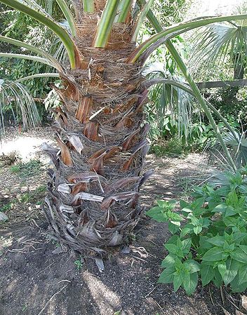 Brahea clara - Palmpedia - Palm Grower's Guide