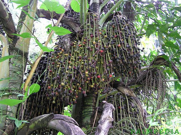 Caryota mitis - Palmpedia - Palm Grower's Guide