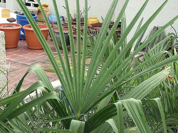Corypha lecomtei - Palmpedia - Palm Grower's Guide