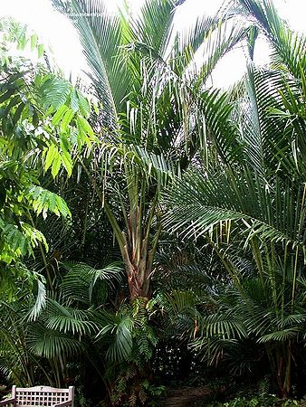 Metroxylon sagu - Palmpedia - Palm Grower's Guide