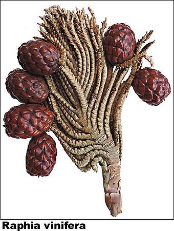 Raphia vinifera - Palmpedia - Palm Grower's Guide