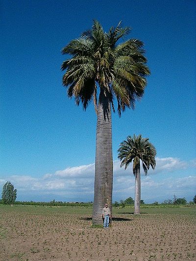 Jubaea chilensis - Palmpedia - Palm Grower's Guide