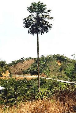 Pholidocarpus majadum - Palmpedia - Palm Grower's Guide