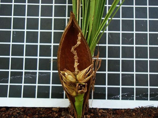 Syagrus pompeoi - Palmpedia - Palm Grower's Guide