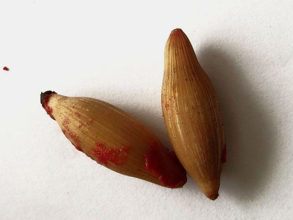 Areca concinna - Palmpedia - Palm Grower's Guide