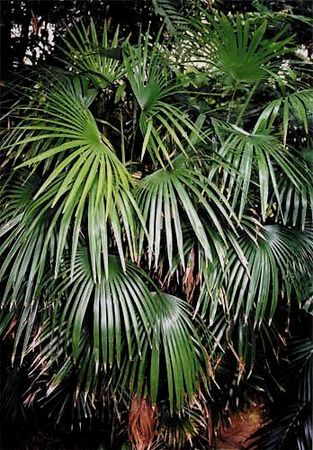 Rhapis multifida - Palmpedia - Palm Grower's Guide