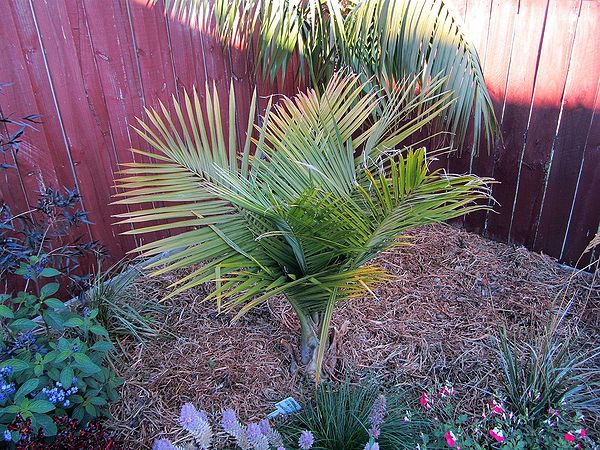 Ravenea rivularis - Palmpedia - Palm Grower's Guide