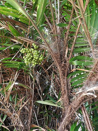 Bactris brongniartii - Palmpedia - Palm Grower's Guide