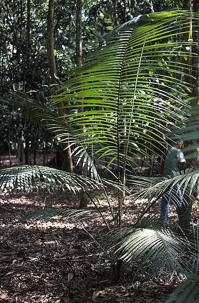Calamus merrillii - Palmpedia - Palm Grower's Guide