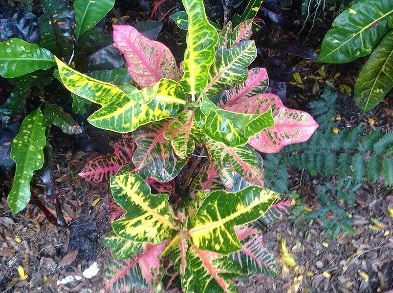 JODI S. - Palmpedia - Palm Grower's Guide