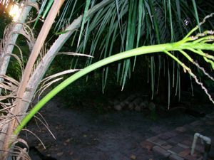 Peduncle - Palmpedia - Palm Grower's Guide