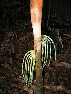 Pinanga chaiana - Palmpedia - Palm Grower's Guide