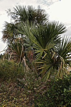 Sabal yapa - Palmpedia - Palm Grower's Guide