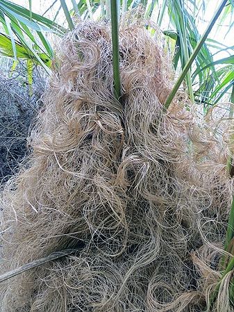Coccothrinax crinita - Palmpedia - Palm Grower's Guide