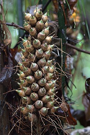 Astrocaryum paramaca - Palmpedia - Palm Grower's Guide