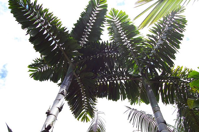 Iriartea deltoidea - Palmpedia - Palm Grower's Guide