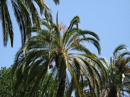 Phoenix rupicola - Palmpedia - Palm Grower's Guide