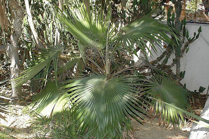 Brahea pimo - Palmpedia - Palm Grower's Guide