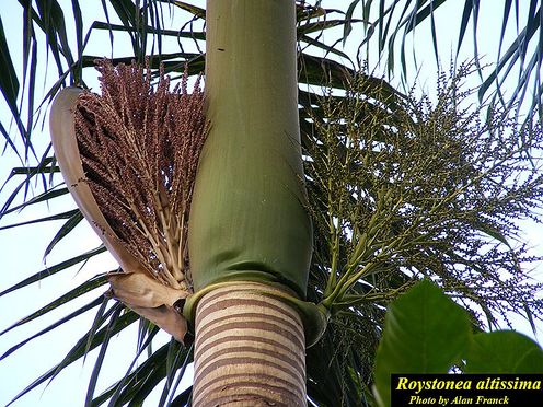 Roystonea altissima - Palmpedia - Palm Grower's Guide