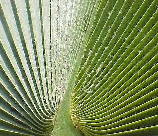 Brahea dulcis - Palmpedia - Palm Grower's Guide